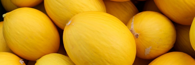 Favorable Season for Iranian Golden Honey Melon - Tridge
