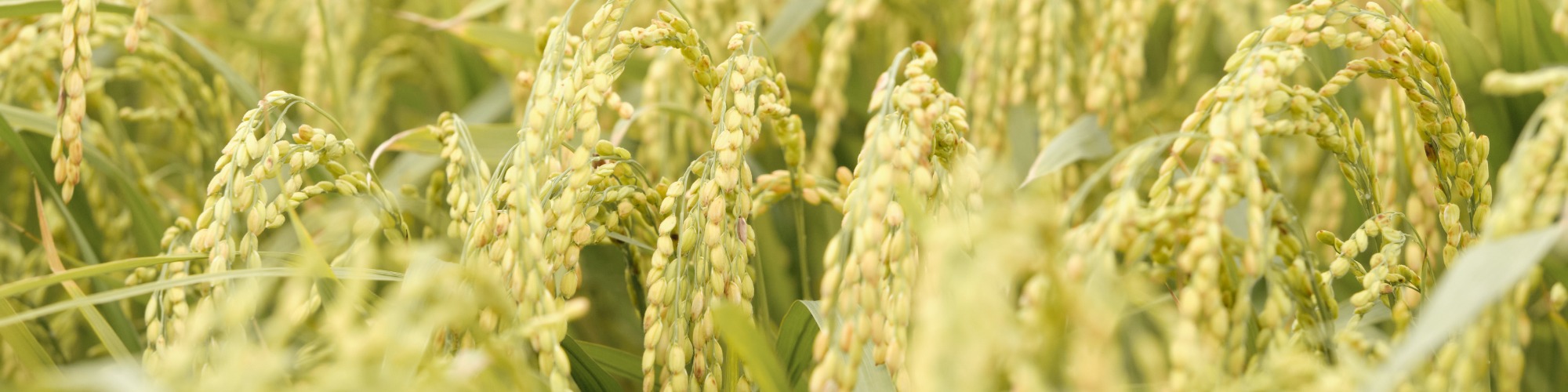 Consecutive Years of Drought Threaten Food Security in the EU - Tridge