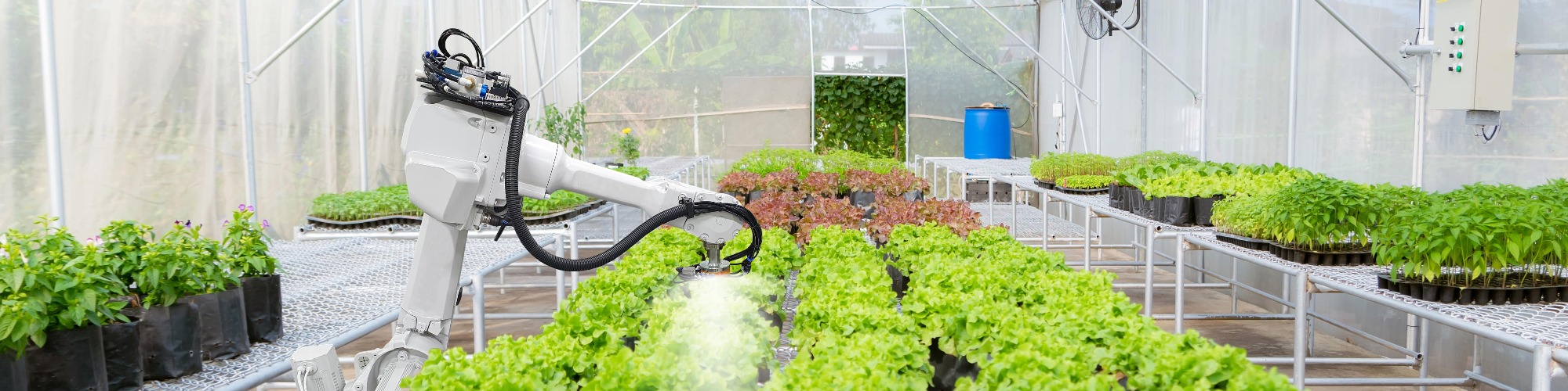 China Accelerates High-Tech Greenhouse Expansion Following COVID-19