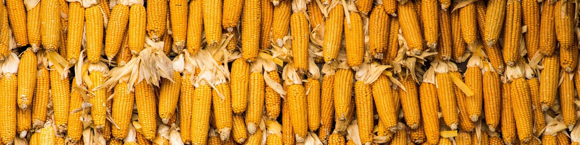 Mexico Increases its Corn Imports on its Non-GMO Path - Tridge