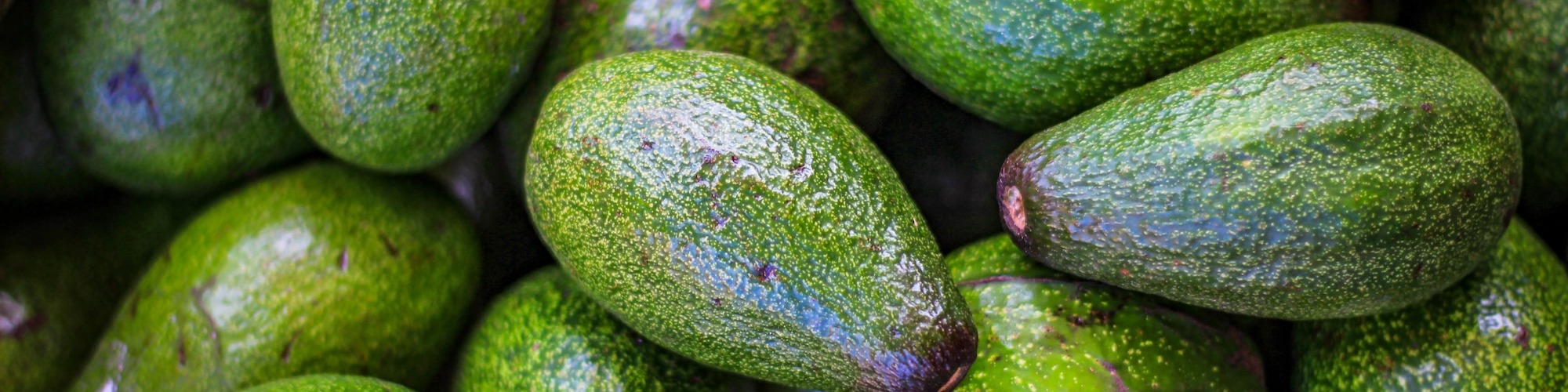 Avocados from Morocco Are Expanding in the Competitive EU Market - Tridge