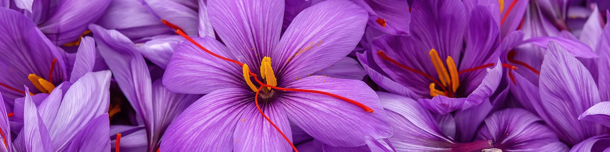 Increased Production of High-Quality Indian Saffron - Tridge