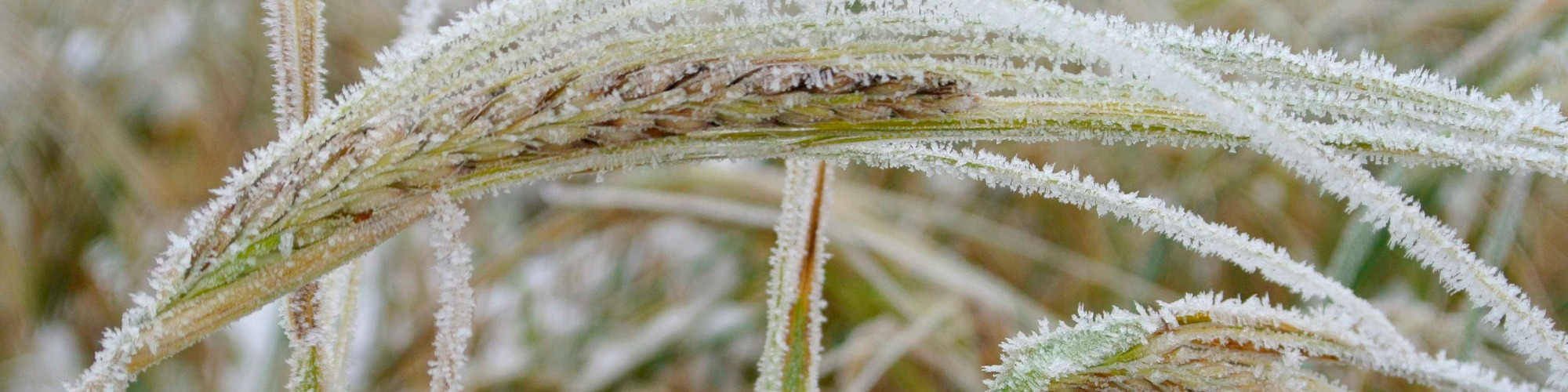 Frost in Brazil affecting coffee, sugar cane and corn yields - Tridge