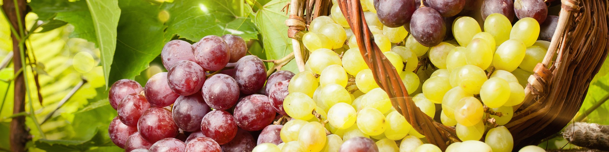 The Shift of Grape Varieties in the Southern Hemisphere - Tridge