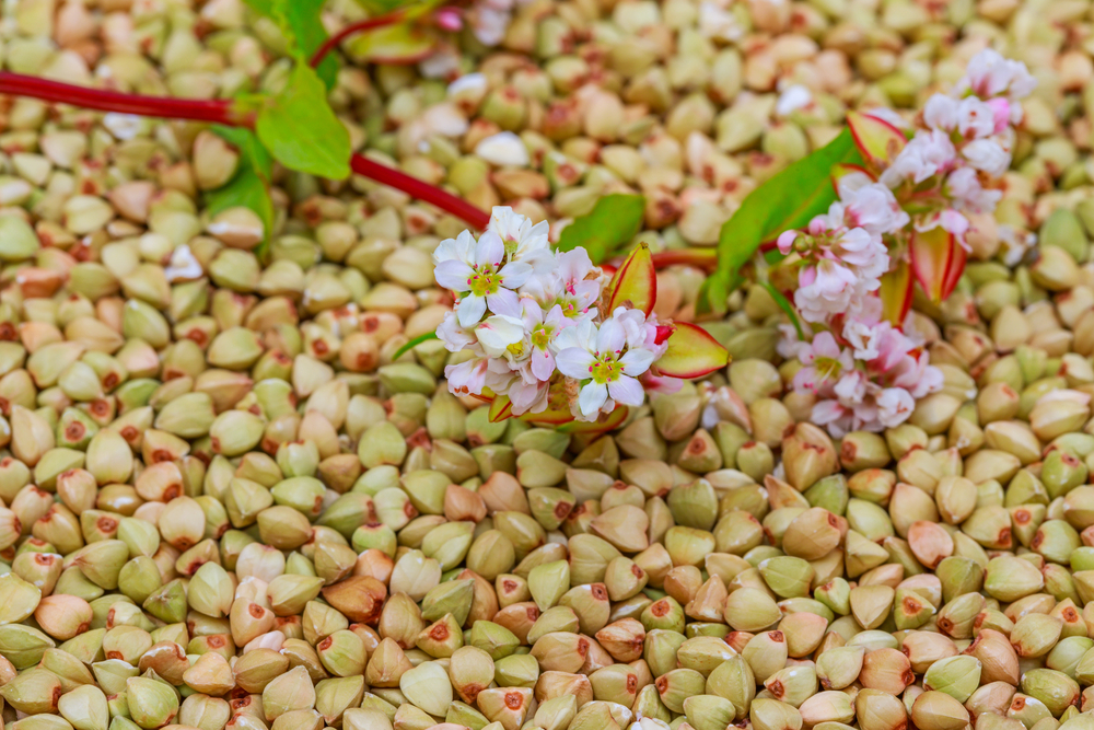 Buckwheat Production Soars, but Price Stays Stagnant: Buckwheat Market ...