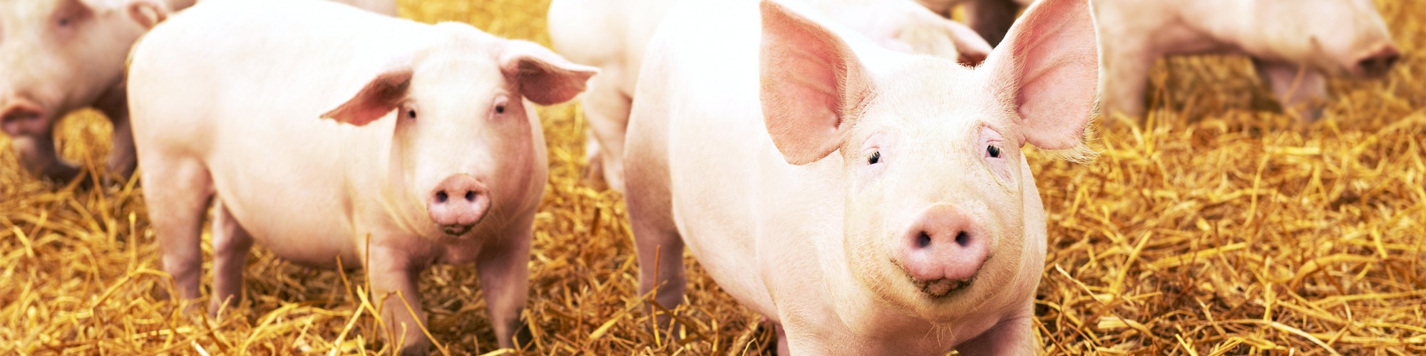 Brazilian second-largest pork producing State is certified as an ...