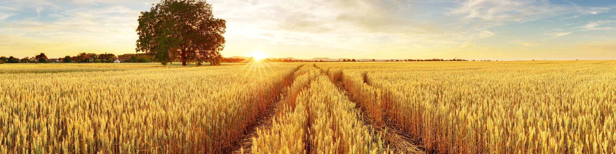 Durum Wheat Prices Soar and Pasta Becomes Scarce in Germany - Tridge