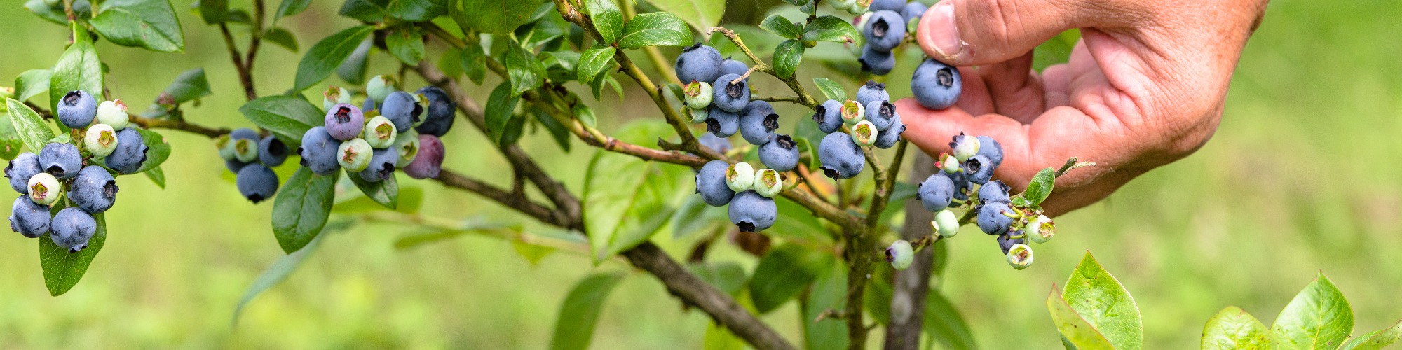 Season end updates from Mexican blueberry season 2021 - Tridge