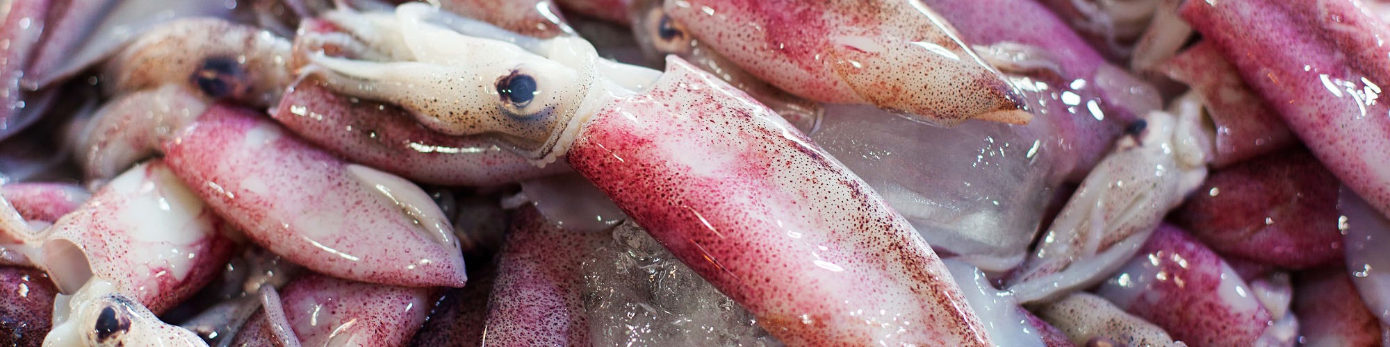 Increased Catch Quota for Peruvian Squid - Tridge