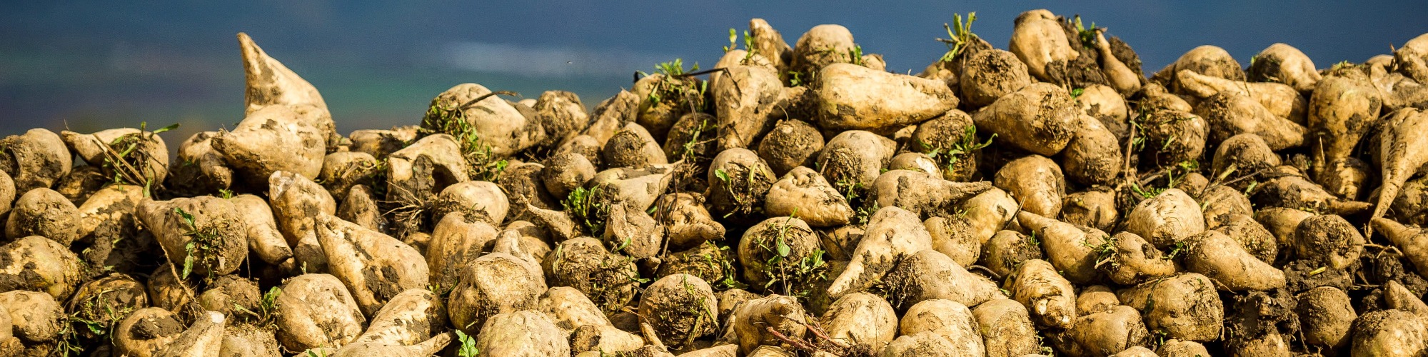 Sugar Beet Production Remains Sweet in Russia - Tridge