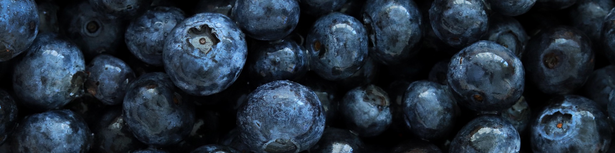 Sustainable Practices Bring Up South African Blueberry Production - Tridge