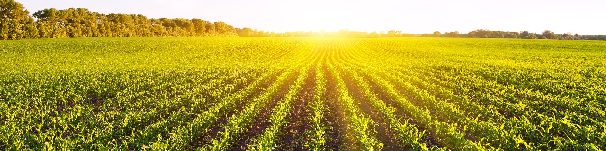 How Innovative Farming Investment Models are Enriching African Soils ...