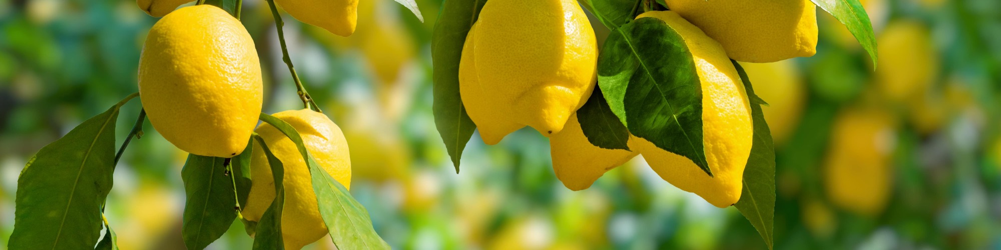 Lower Lemon Yield in Turkey Leads to Higher Prices - Tridge