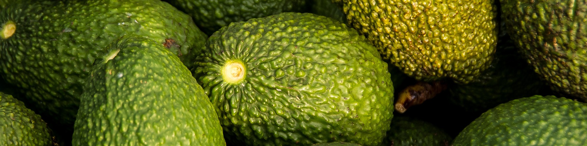 Kenya Retains its Position as the Largest Avocado Exporter in Africa ...