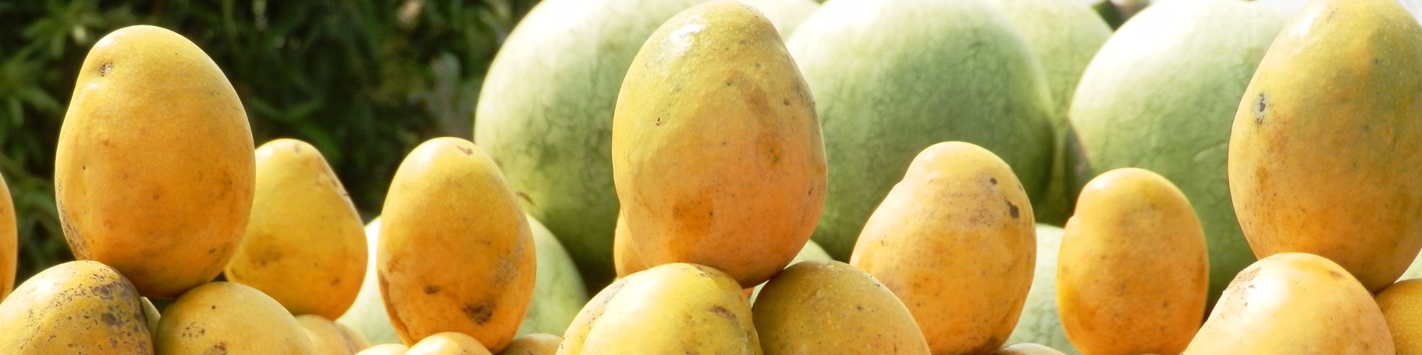 Pakistani Mango Exports Turn to Iranian Market - Tridge