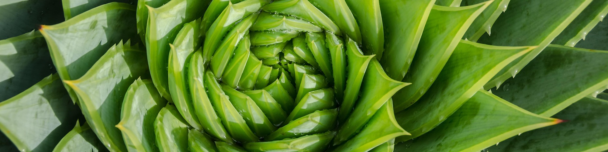 Health-Driven Growth for Indian Aloe Vera - Tridge
