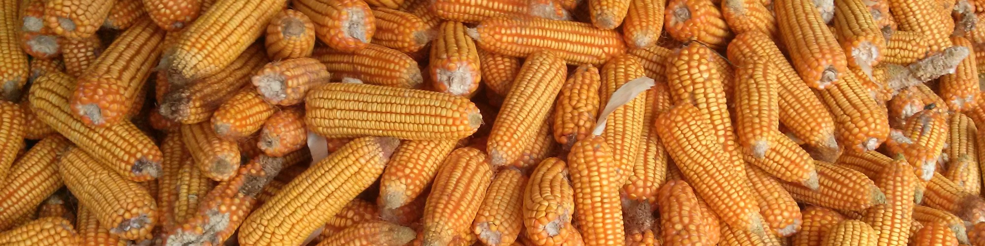 Ecuadorian Corn Production Decline Concerns Animal Feed and Meat ...