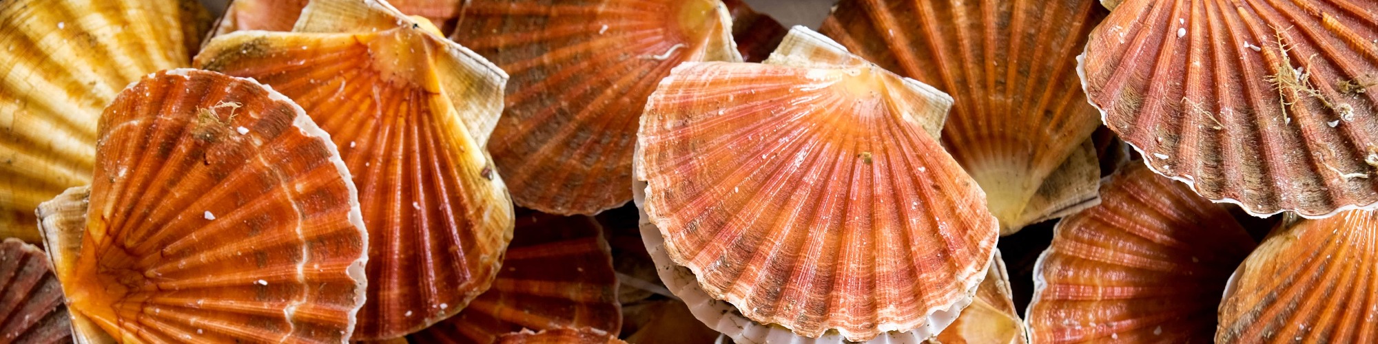 The US Uses Equivalency for the First Time to Restart EU Molluscan ...