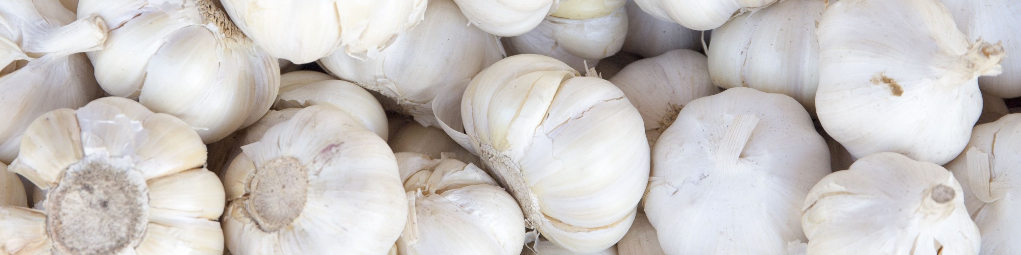 Egyptian Garlic Production and Prices for the New 2020 Season - Tridge