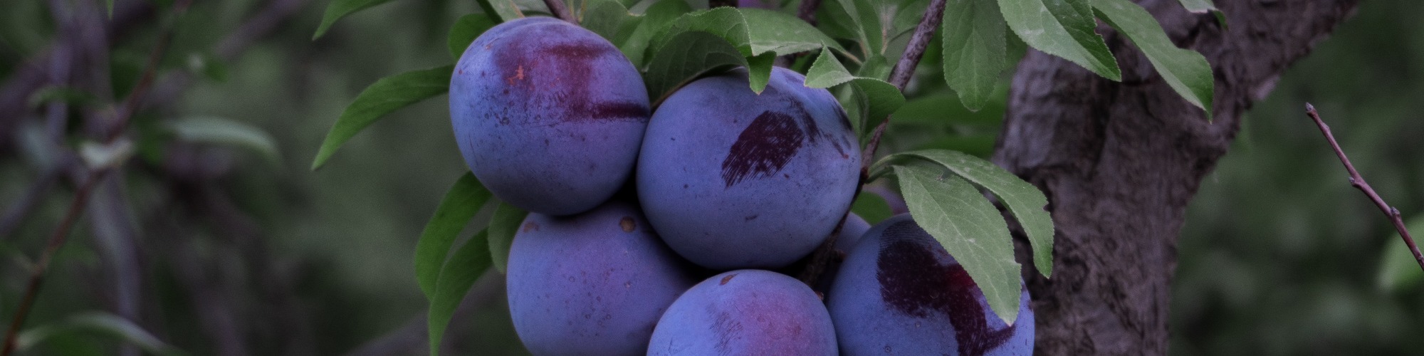 US prune exports unlikely to benefit from a poor season in the Southern ...