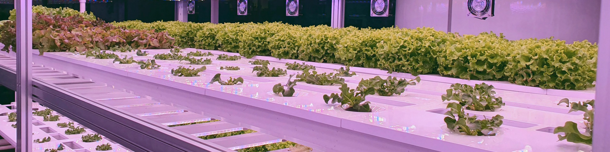 Understanding the Vertical Farming Landscape through the UAE and ...