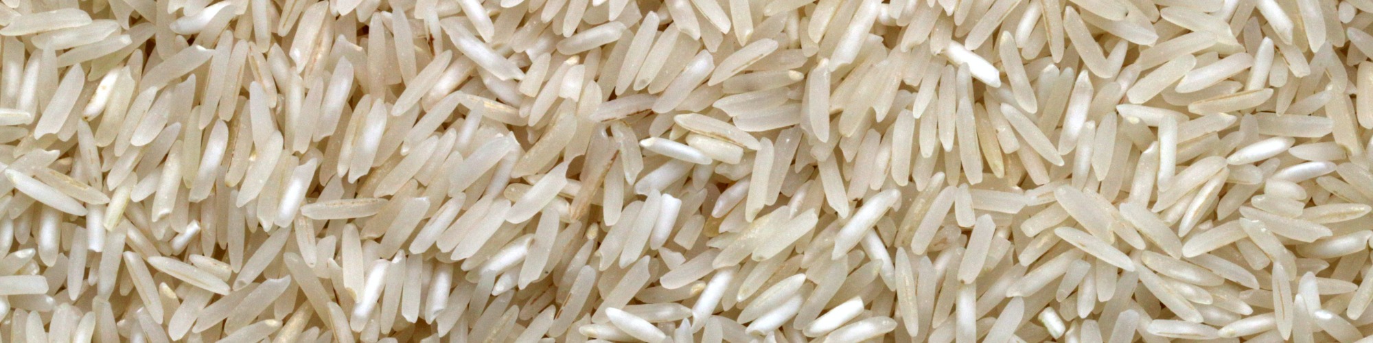 W16: Rice Update - Tridge