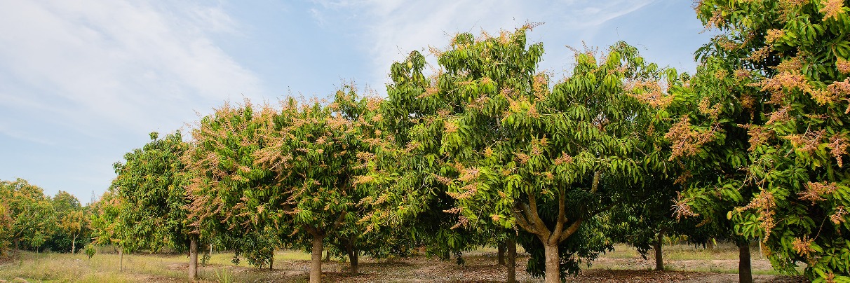 Mangoes from Kenya: Production, Varieties, and Competition