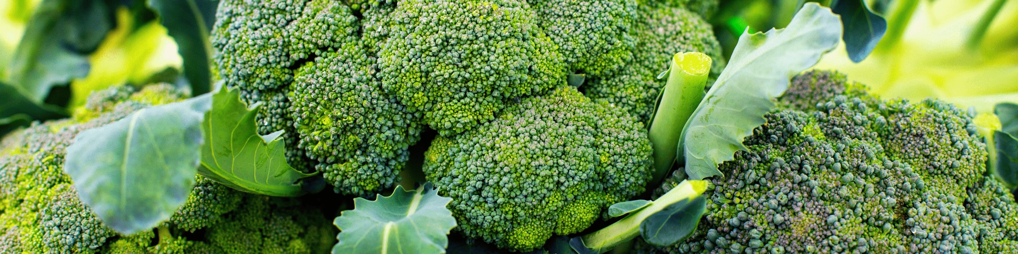 Latin America Will Start Providing Fresh Broccoli to the US for Fair ...