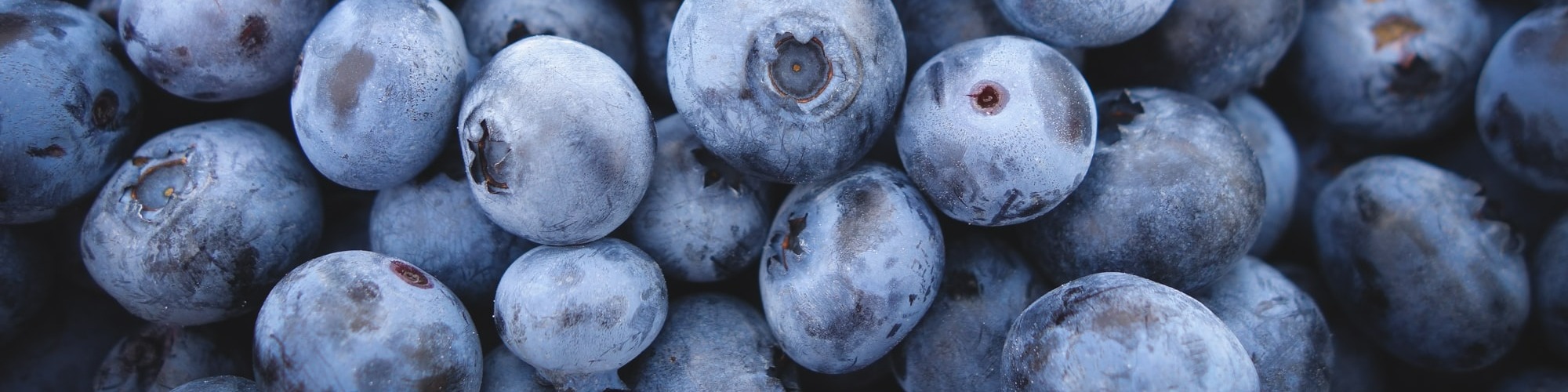 Georgia Blueberries Export Is Gaining Momentum - Tridge