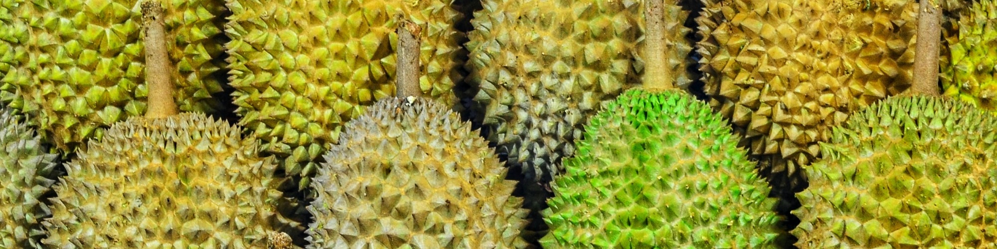 W48: Durian Weekly Report - Tridge