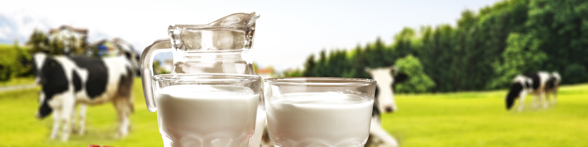 New Zealand’s milk production and export outlook 2021 - Tridge