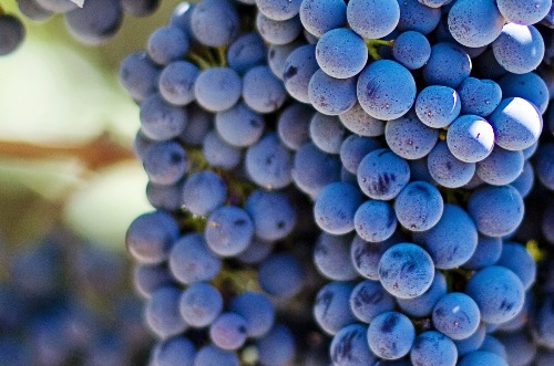 SA’s 2021/22 Table Grape Season is Forecast to Reach Record Levels