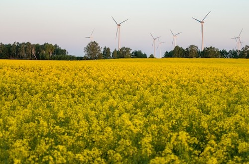 W49 Canola/Rapeseed Update: EU Rapeseed Production Forecast Increased ...