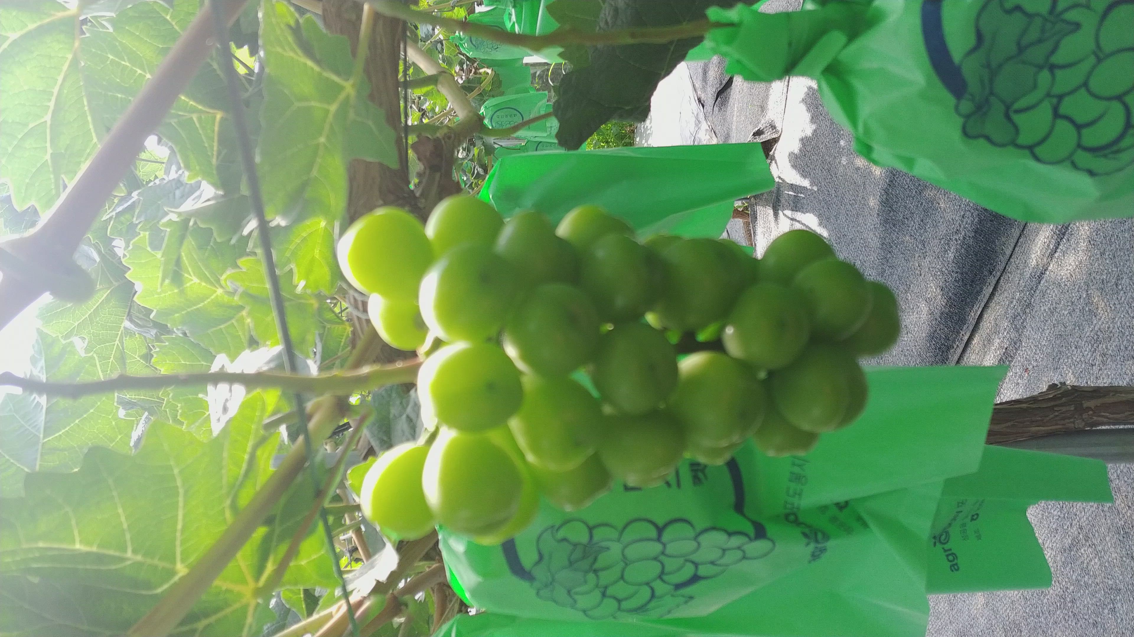 Fresh Shine Muscat Offers From South Korea - Tridge